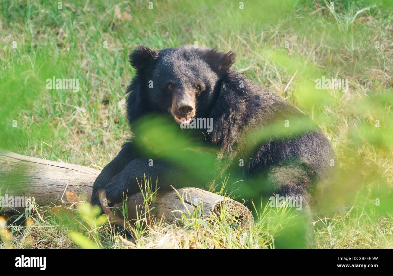 Asian black bear ursus hi-res stock photography and images - Alamy