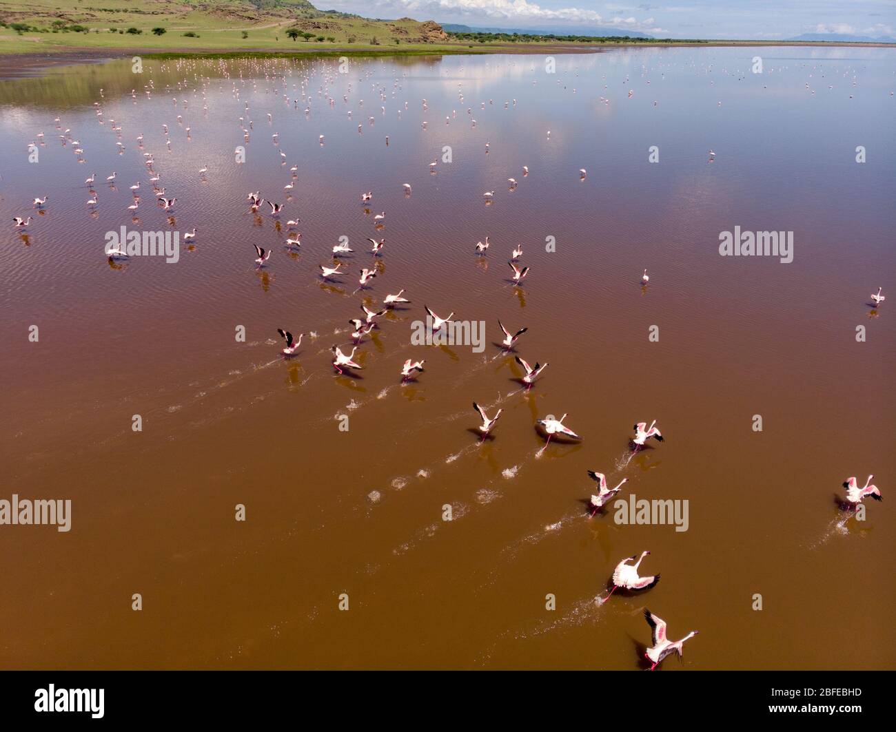 Aerial Shot. A flock of lesser flamingos Flying Above Brown Salt Water ...