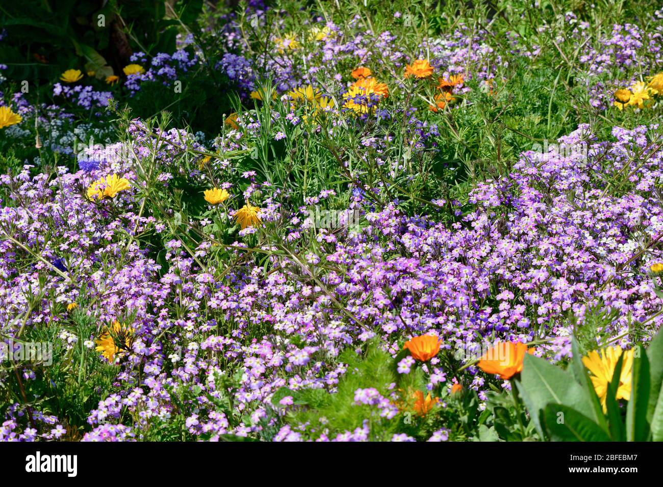 A border of colourful British summer flowers Stock Photo - Alamy