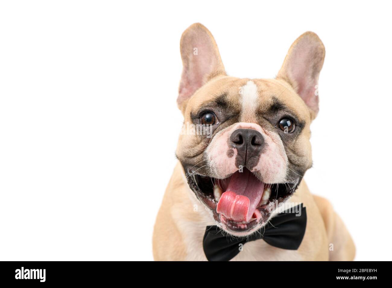 French Bulldog Smile