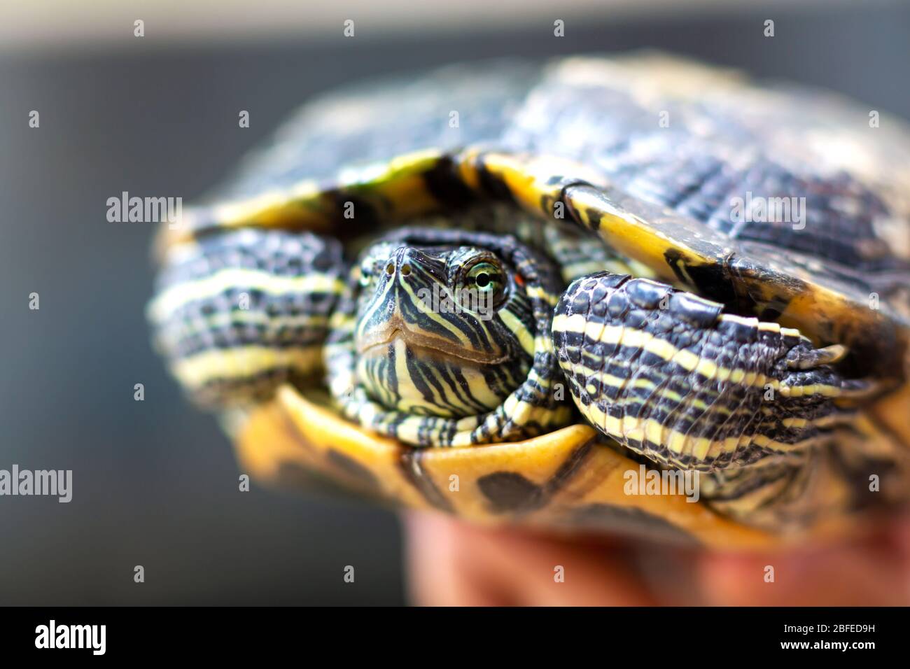 Red Eared Terrapin - Trachemys scripta elegans. Red eared slider turtle ...
