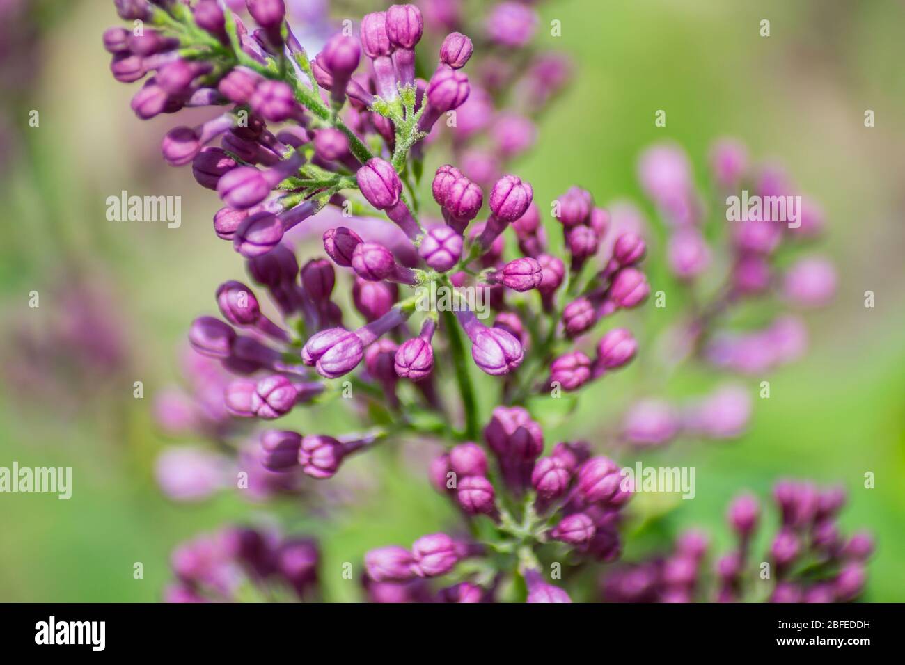 Close-up of purple lilac flower buds in bloom, blossoms in spring ...