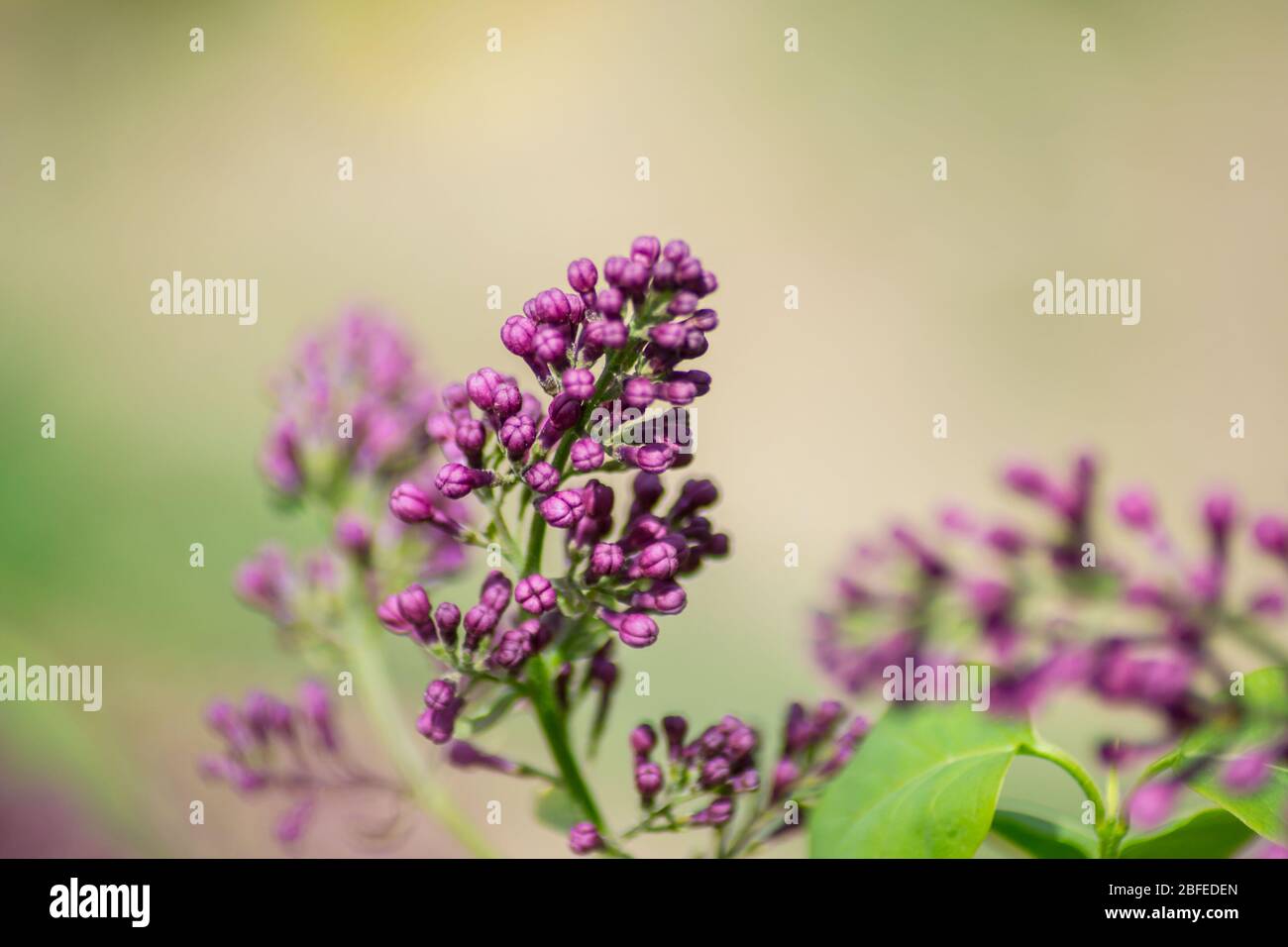 Close-up of purple lilac flower buds in bloom, blossoms in spring ...