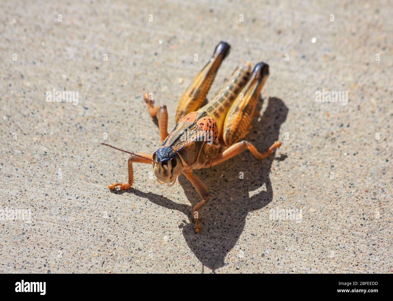 Locust thorax hi-res stock photography and images - Alamy