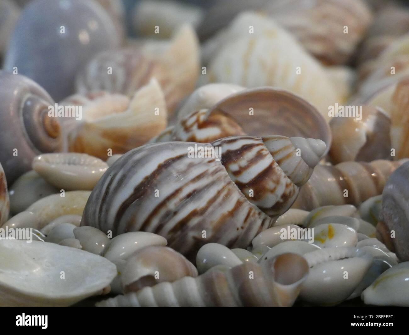 Shells markings hi-res stock photography and images - Alamy
