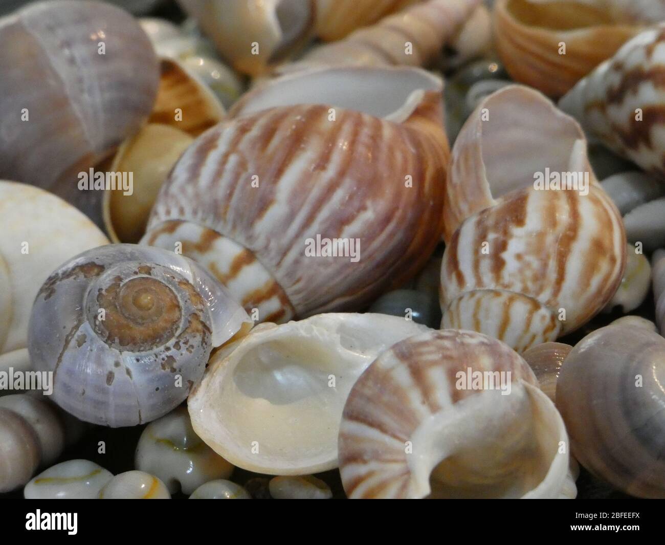 Shells markings hi-res stock photography and images - Alamy