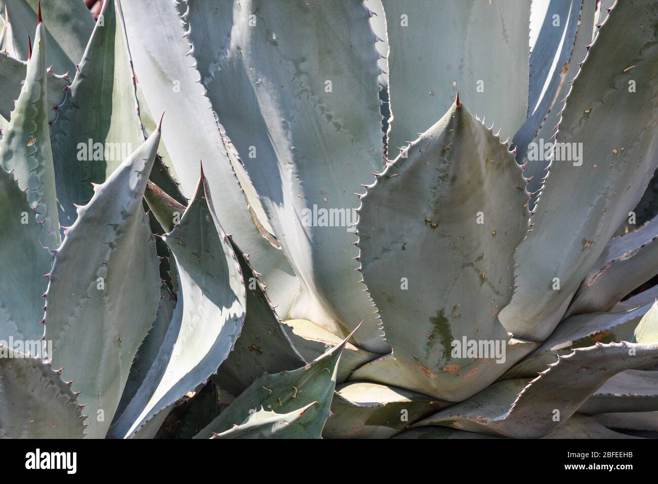 Marginal teeth hi-res stock photography and images - Alamy
