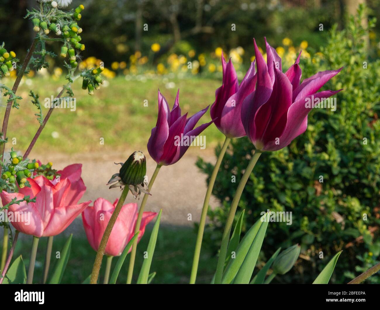 Purple and pink tulips with soft sun light during spring in Metz France ...