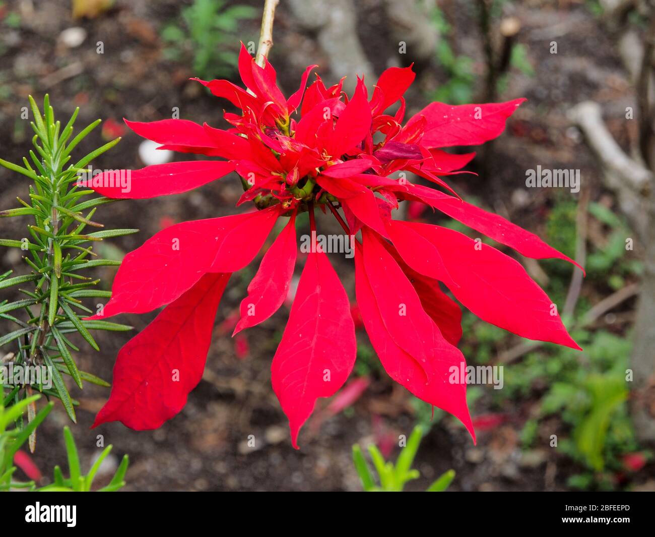 Botany garden a red tropical flower hi-res stock photography and images ...