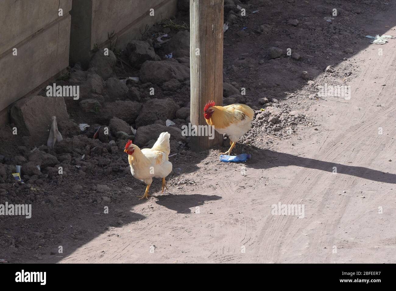 Chicken on the road hi-res stock photography and images - Alamy