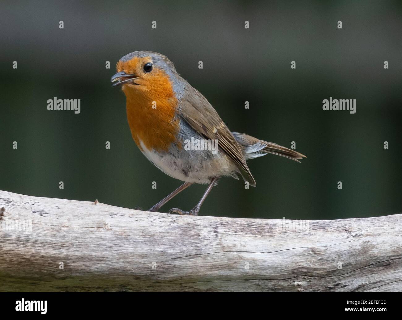 Robin facing left standing on branch in suburban London garden, UK ...