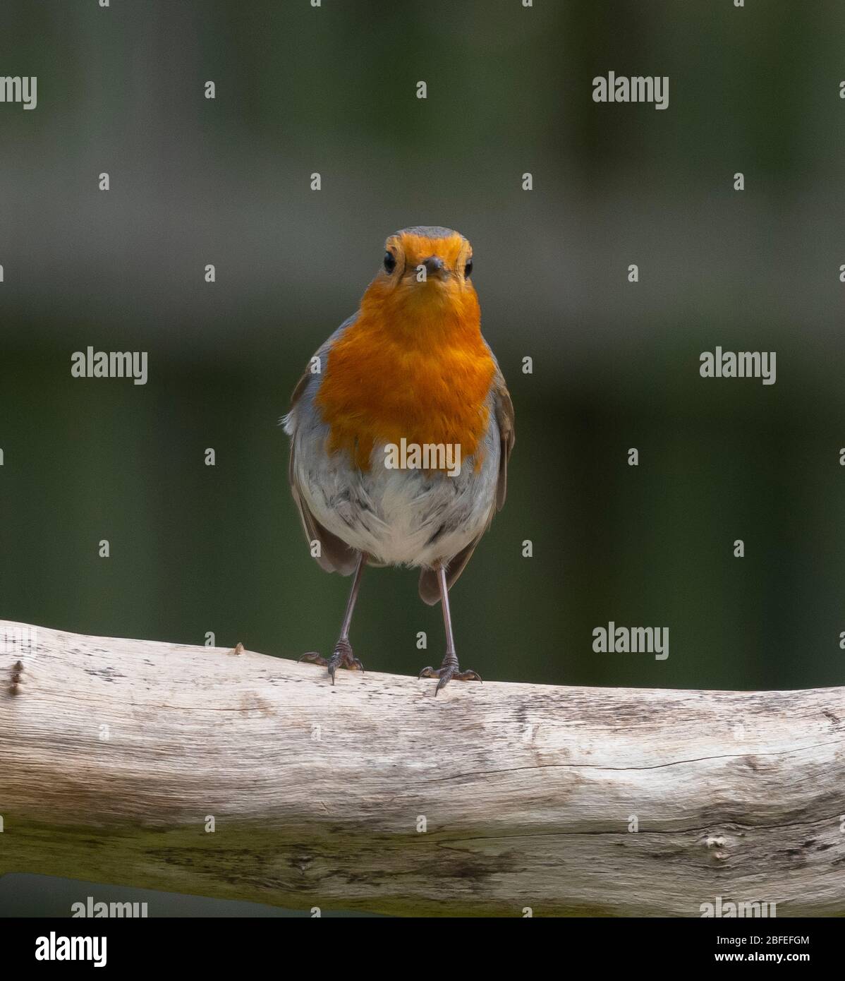 Uk favourite bird hi-res stock photography and images - Alamy