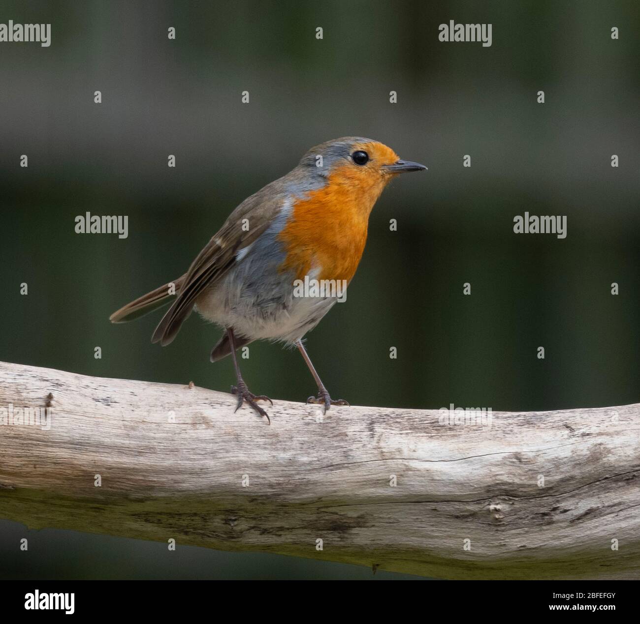 Robin to right hi-res stock photography and images - Alamy
