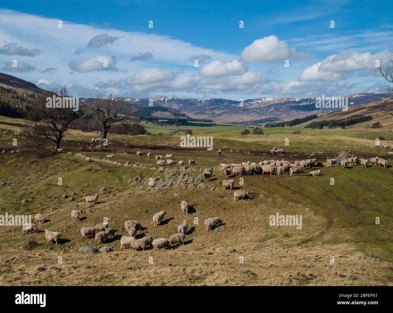 Glen Clova in winter with sheep Stock Photo - Alamy