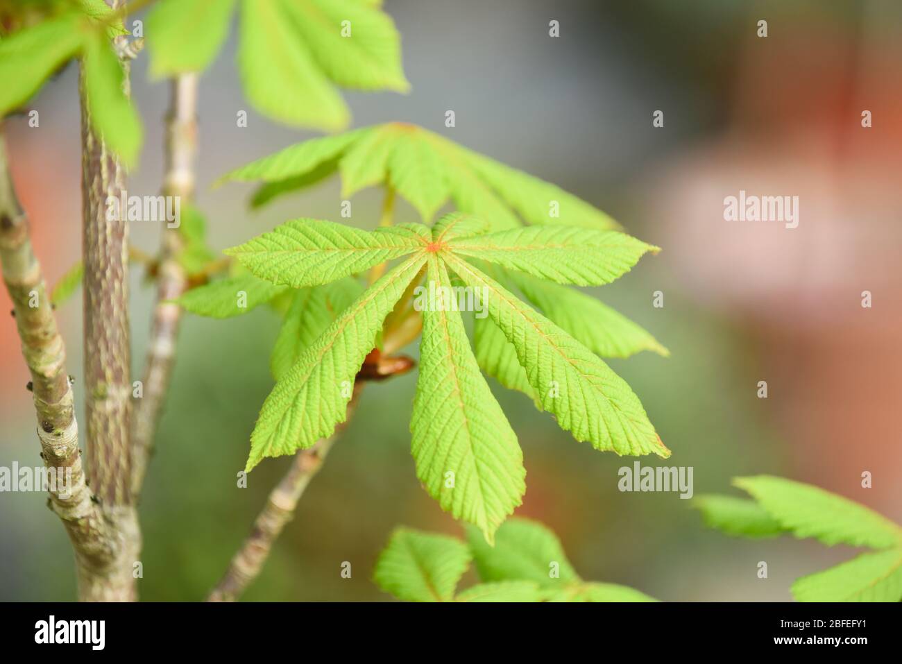 Horse Chestnut tree or Aesculus hippocastanum sapling growing outdoors ...