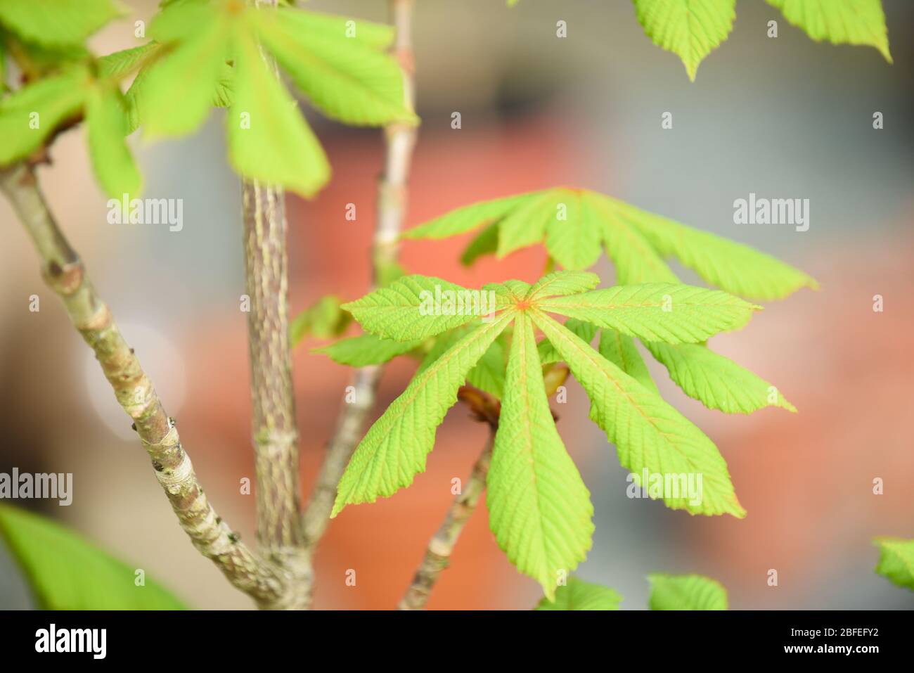 Horse Chestnut tree or Aesculus hippocastanum sapling growing outdoors ...