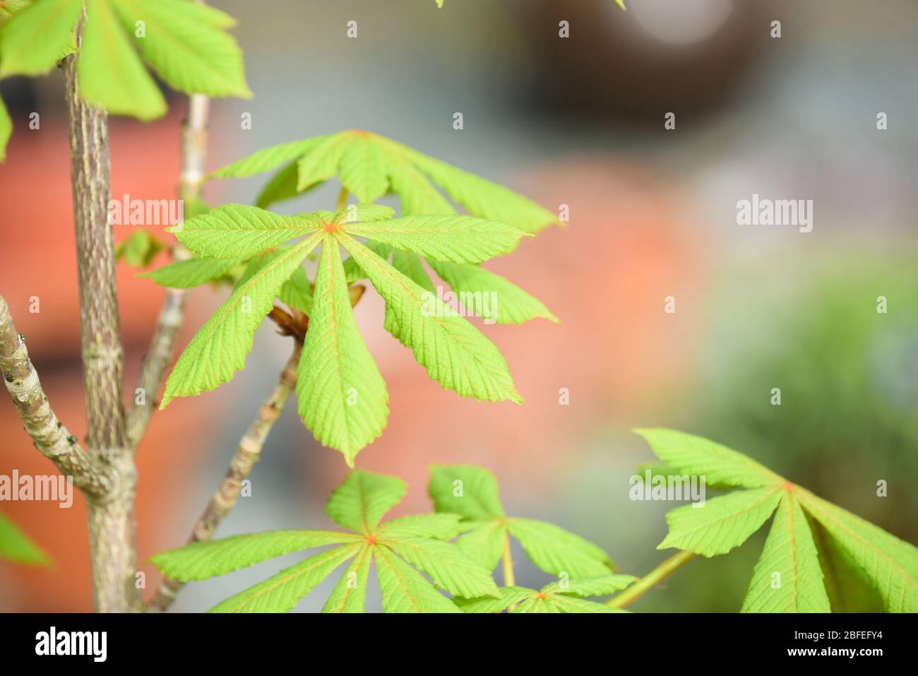 Horse Chestnut tree or Aesculus hippocastanum sapling growing outdoors ...