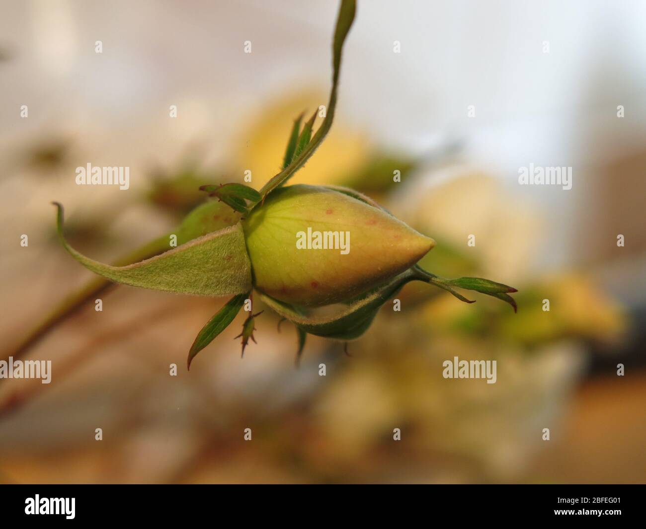 Yellow rosebud hi-res stock photography and images - Alamy