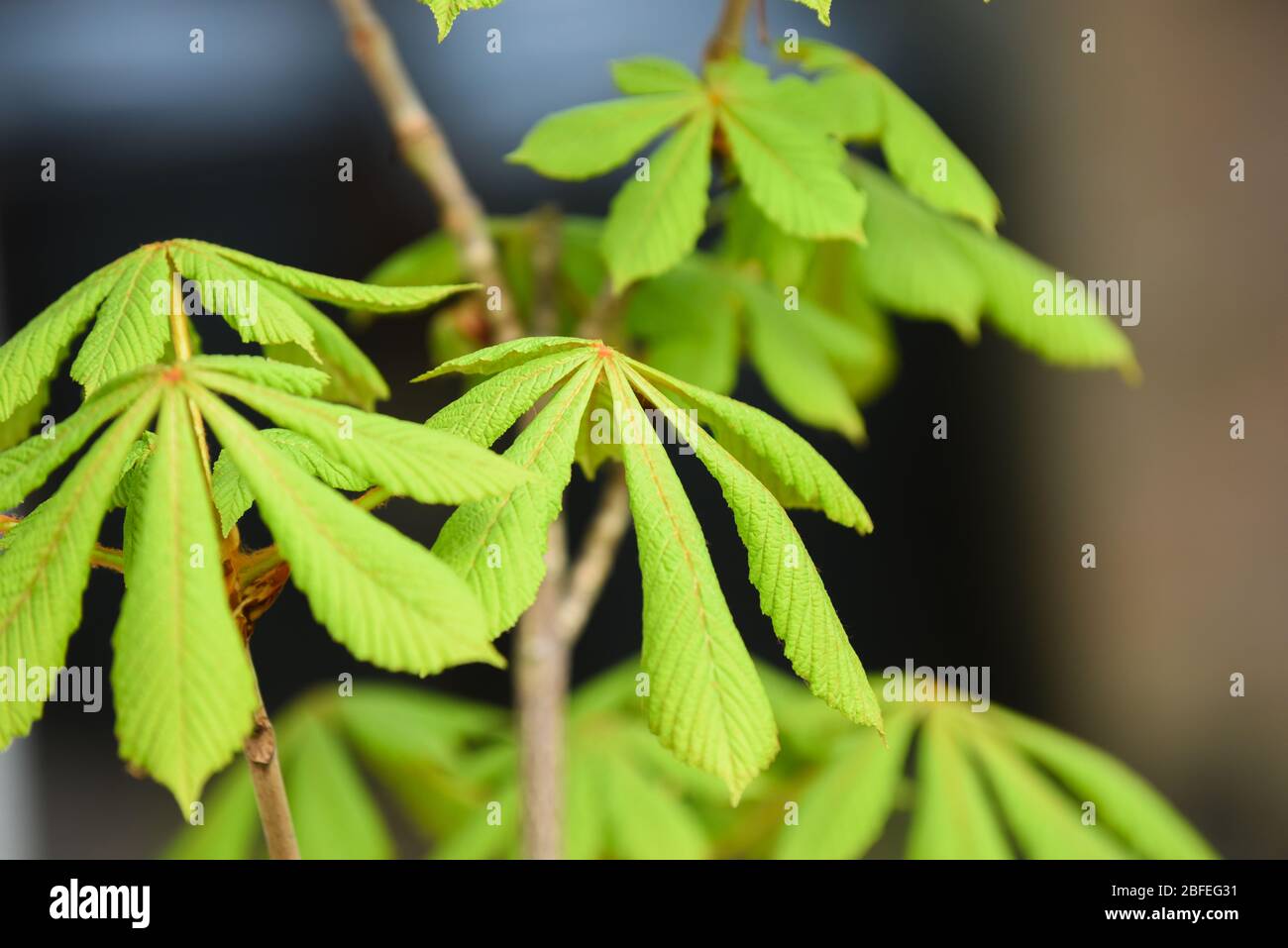 Horse Chestnut tree or Aesculus hippocastanum sapling growing outdoors ...