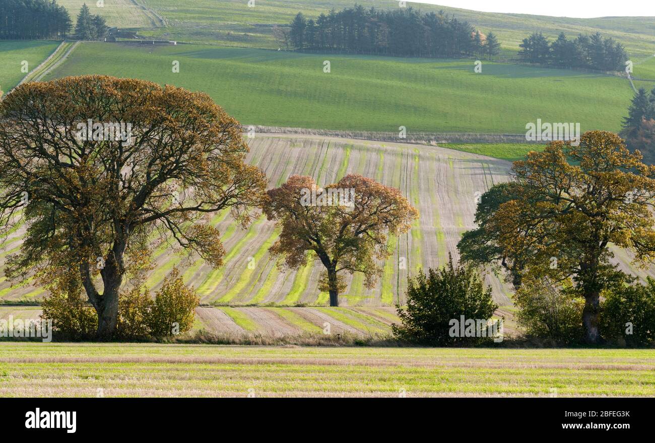 Arable fields of Angus Stock Photo - Alamy