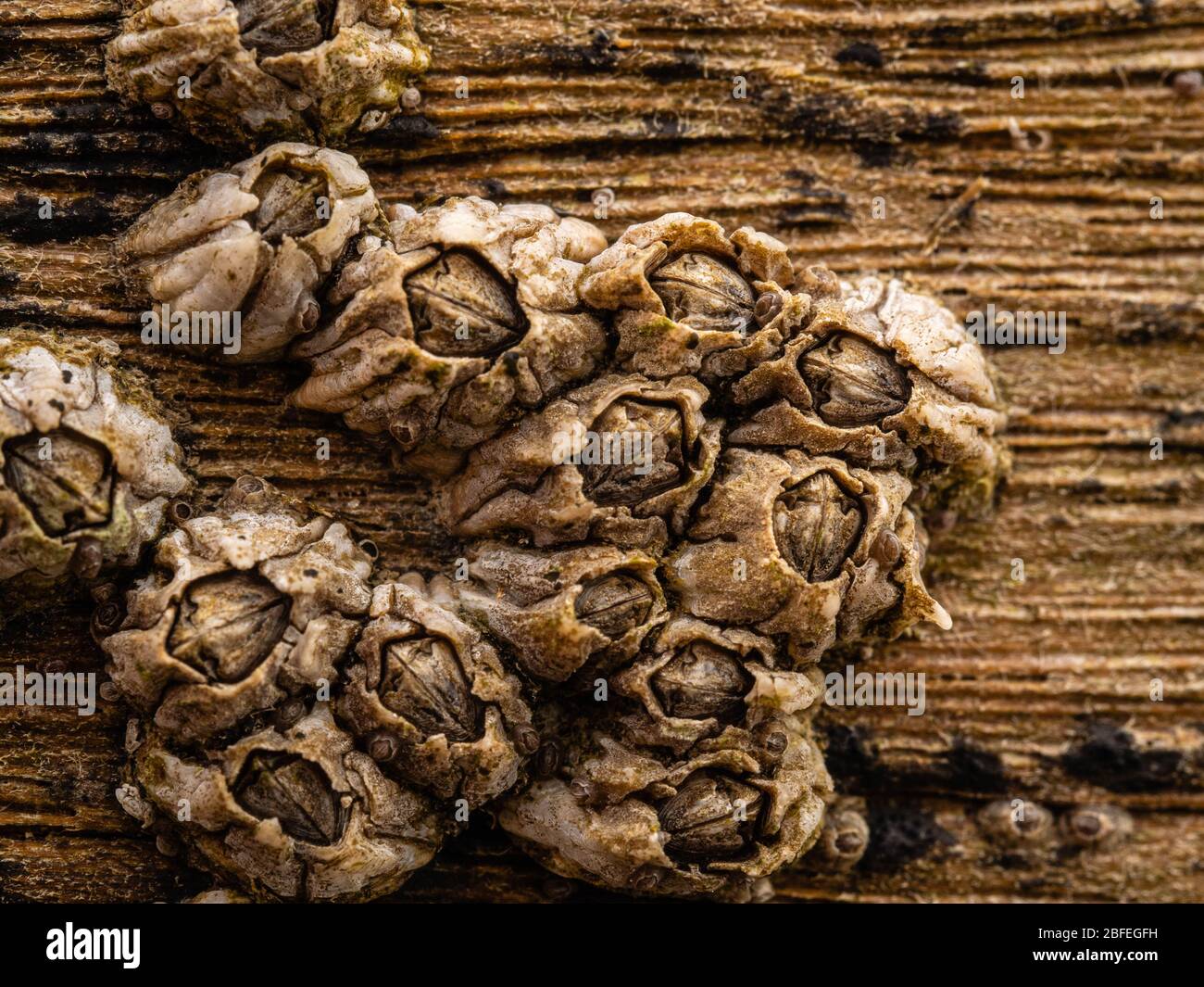Barnacles feeding hi-res stock photography and images - Alamy