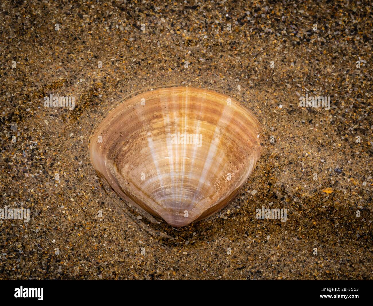 Small grains of sand hi-res stock photography and images - Alamy