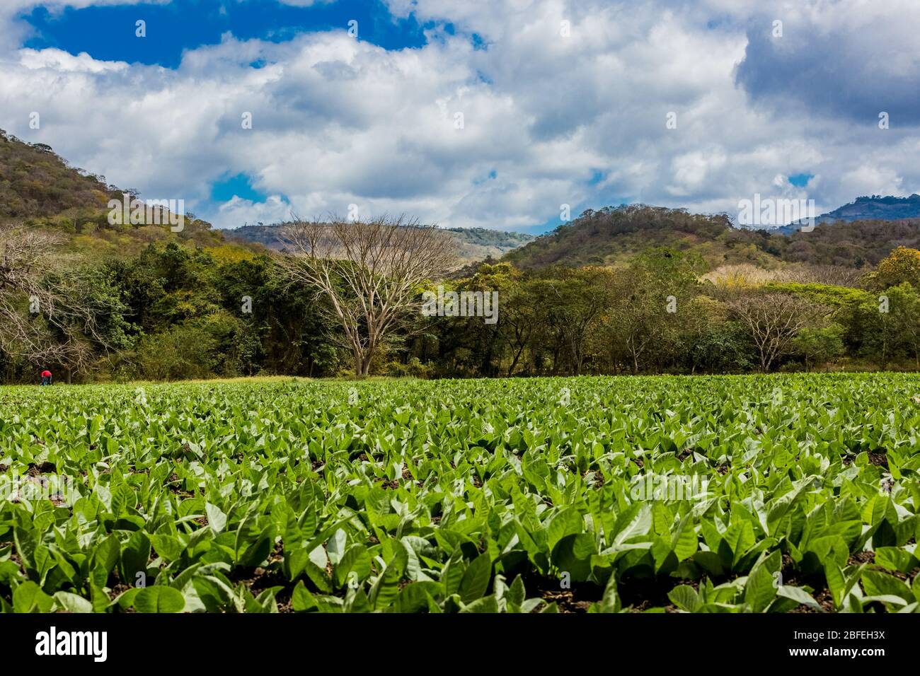 Tobacco fields hi-res stock photography and images - Alamy