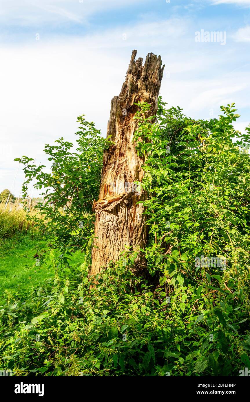 The fissured greenish-grey bark on a splintered stump of an aspen tree ...