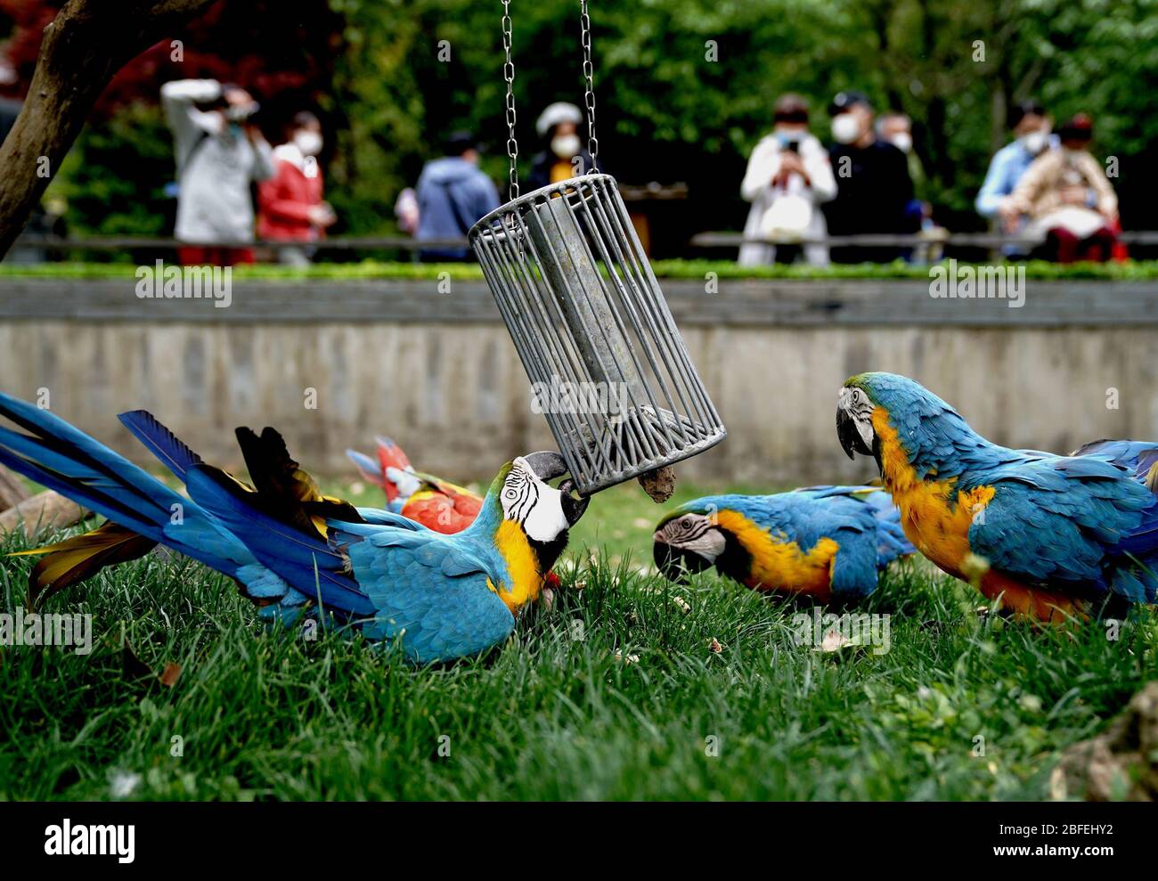 News animals parrots hi-res stock photography and images - Alamy