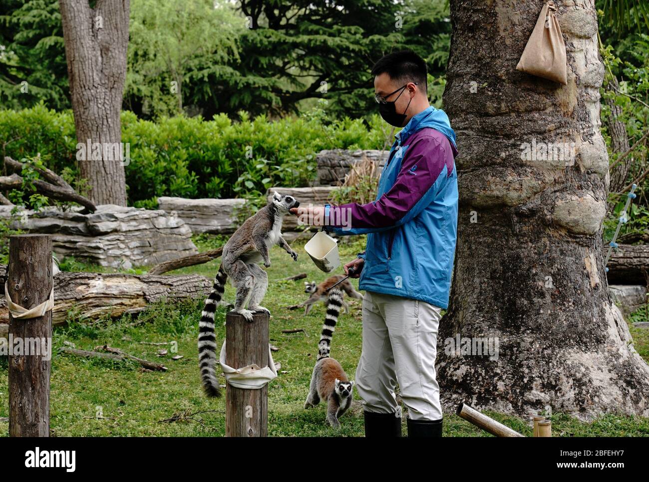 Shanghai, China's Shanghai. 18th Apr, 2020. Zookeeper Zhang Yishun feeds a lemur in Shanghai Zoo ...