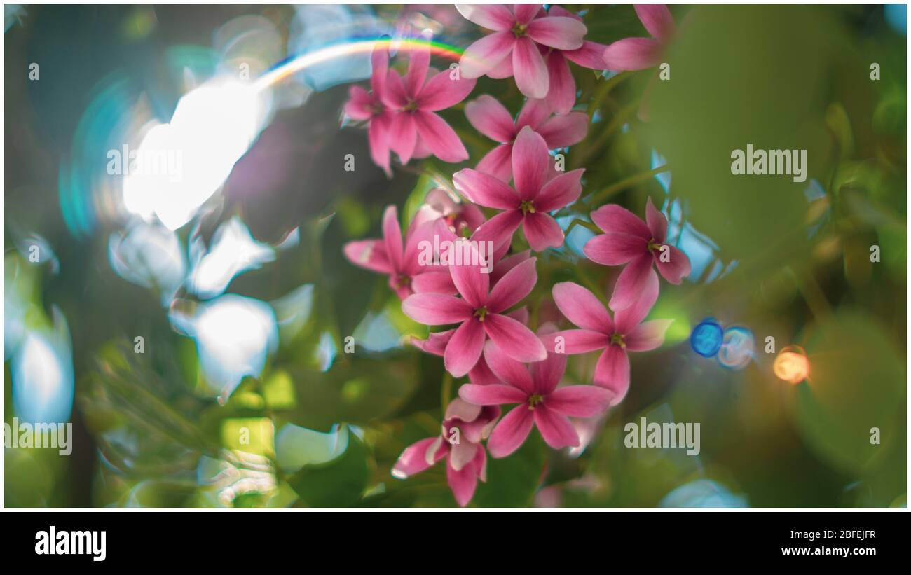 Green yellow blooming meadow Cut Out Stock Images & Pictures - Alamy