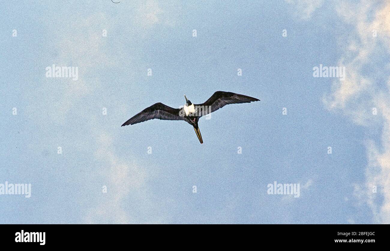 Whitecollared Swift (Streptoprocne zonaris) flying in Cuba Stock Photo ...