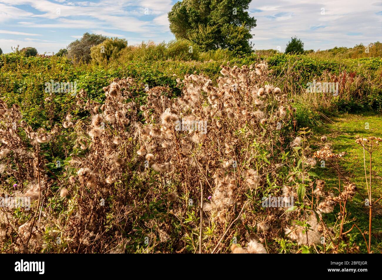 Dense scrub hi-res stock photography and images - Alamy