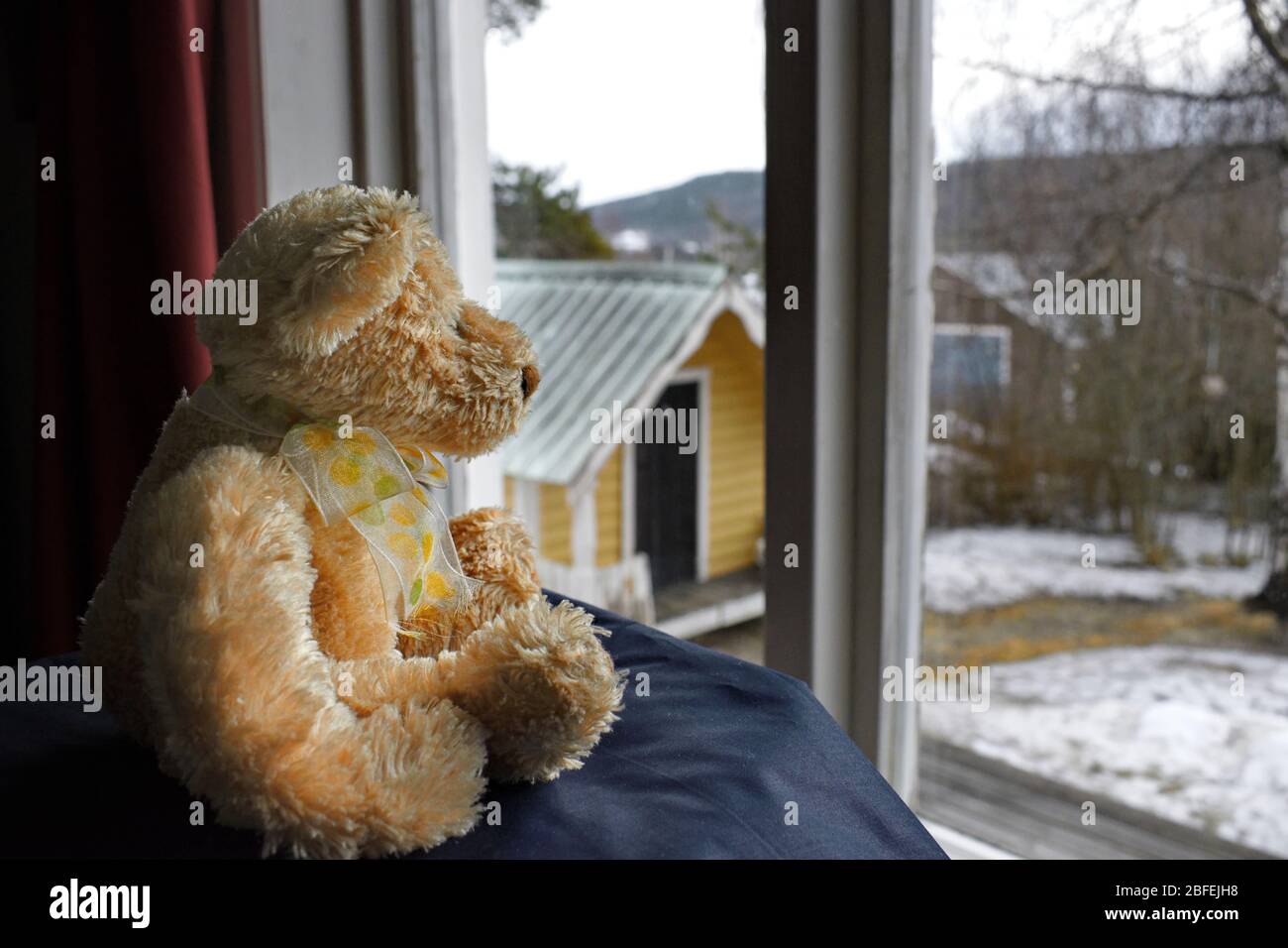 Sad looking bear hi-res stock photography and images - Alamy