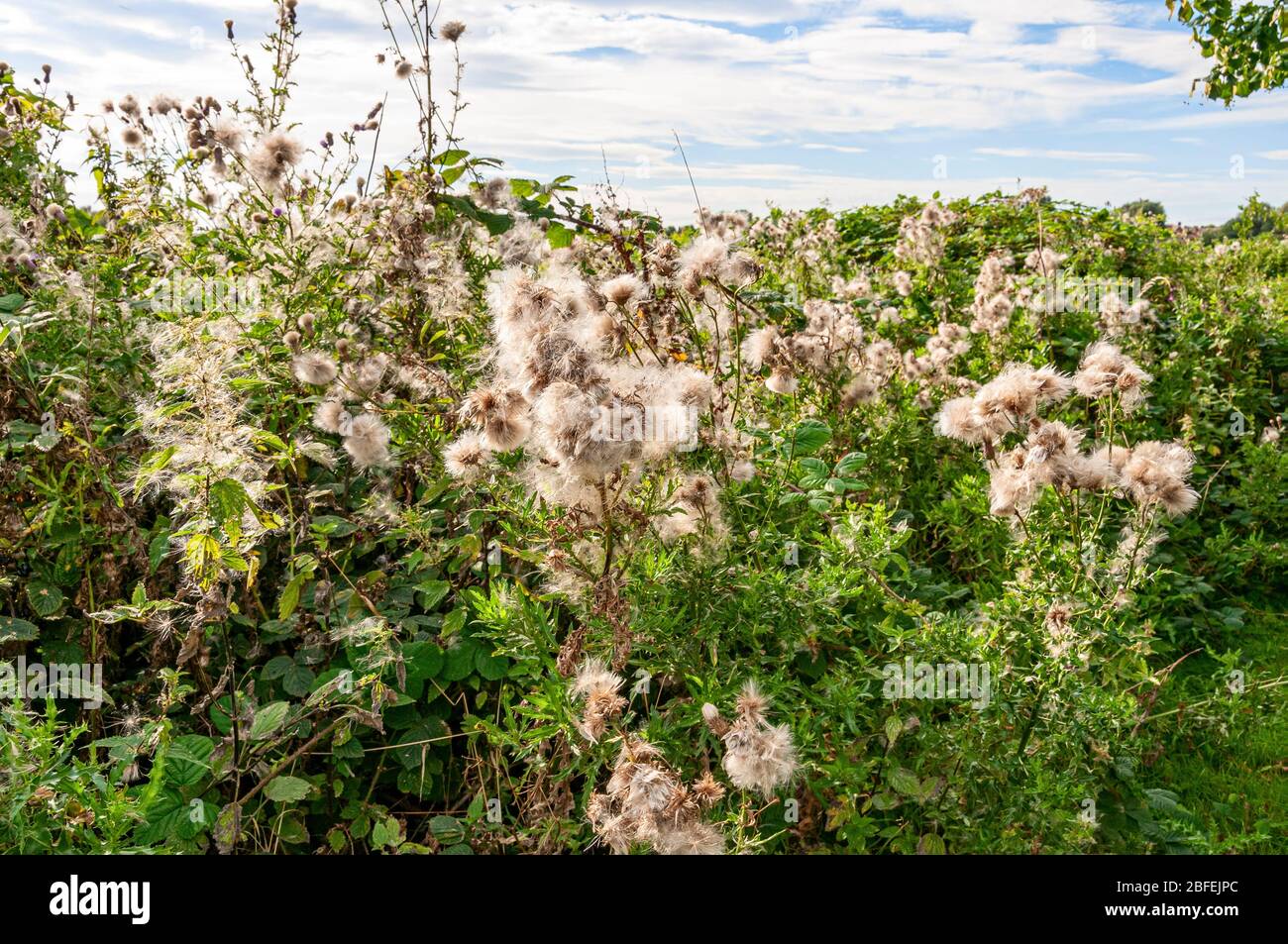 A dense green tangle of stems, stalks and brambles hide an abundance of ...