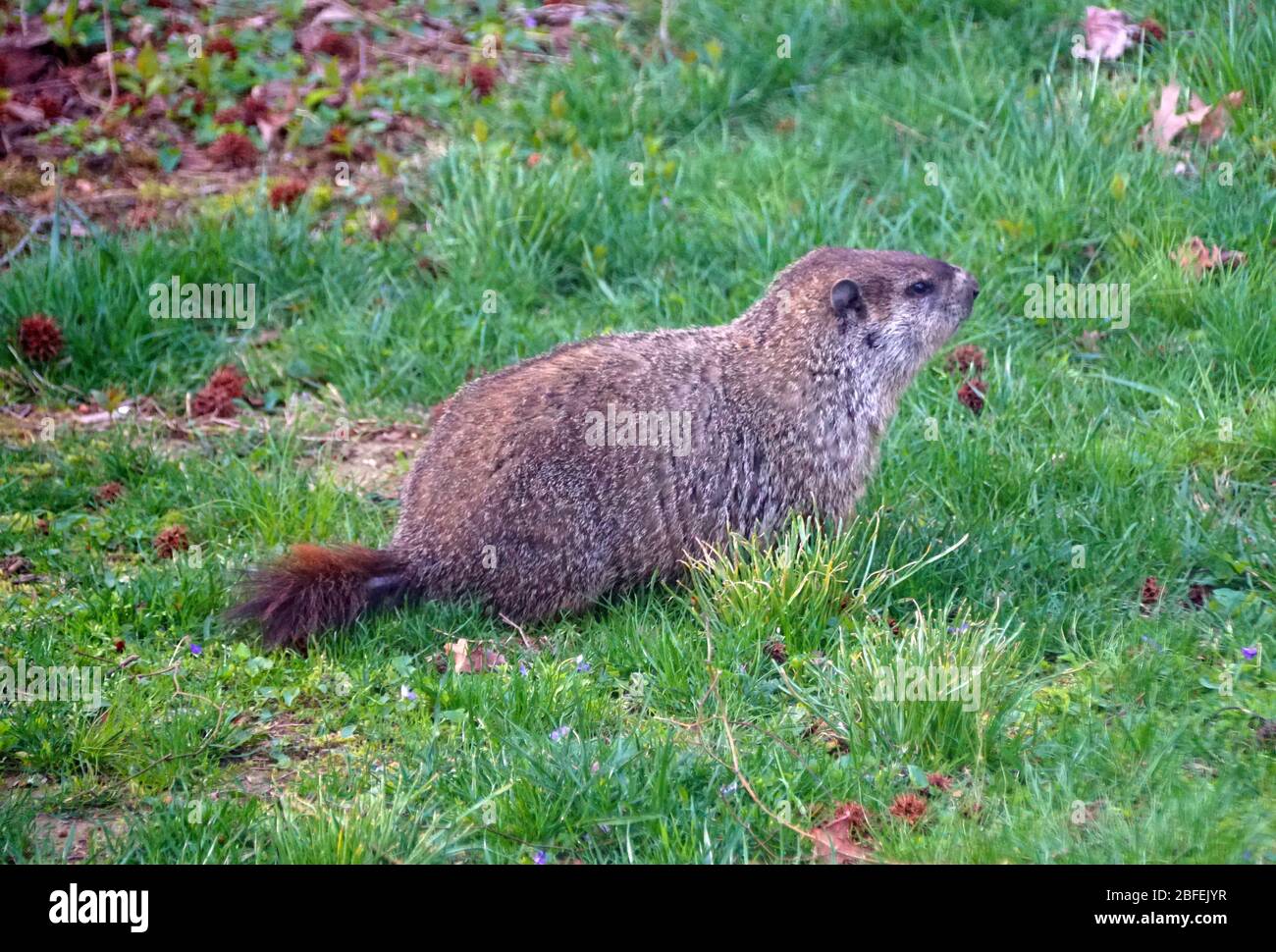 A big groundhog standing on the green grass Stock Photo - Alamy