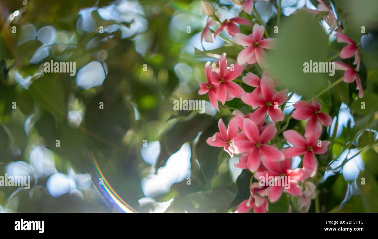 ,Combretum indicum are blooming and green leaf,Comb retina indicum ...