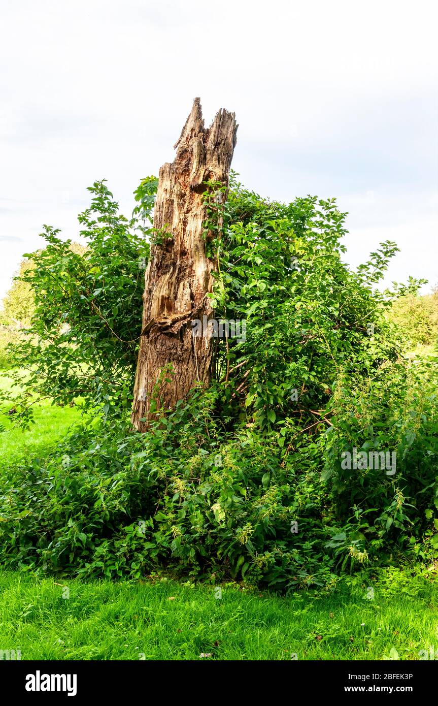 The fissured greenish-grey bark on a splintered stump of an aspen tree ...