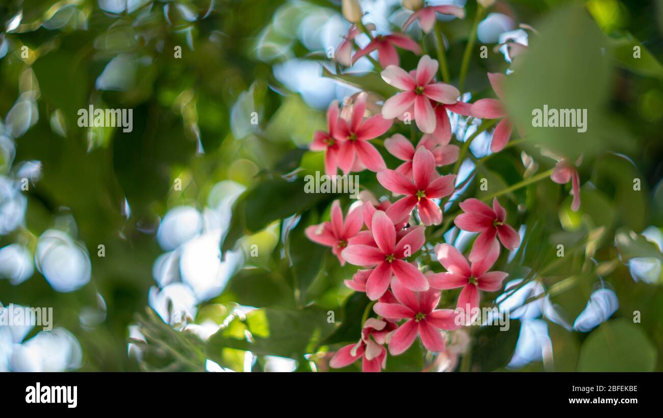 ,Combretum indicum are blooming and green leaf,Comb retina indicum ...