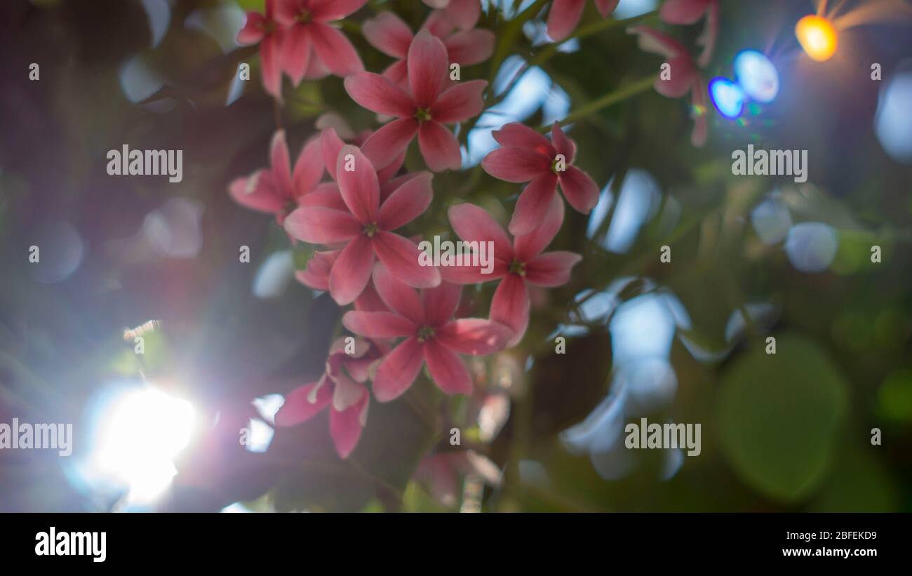 ,Combretum indicum are blooming and green leaf,Comb retina indicum ...
