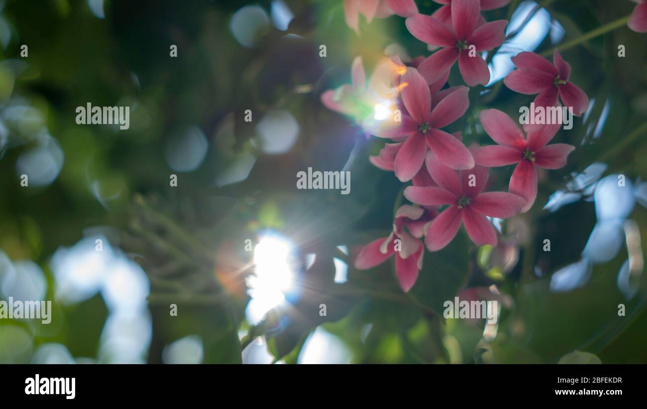 ,Combretum indicum are blooming and green leaf,Comb retina indicum ...