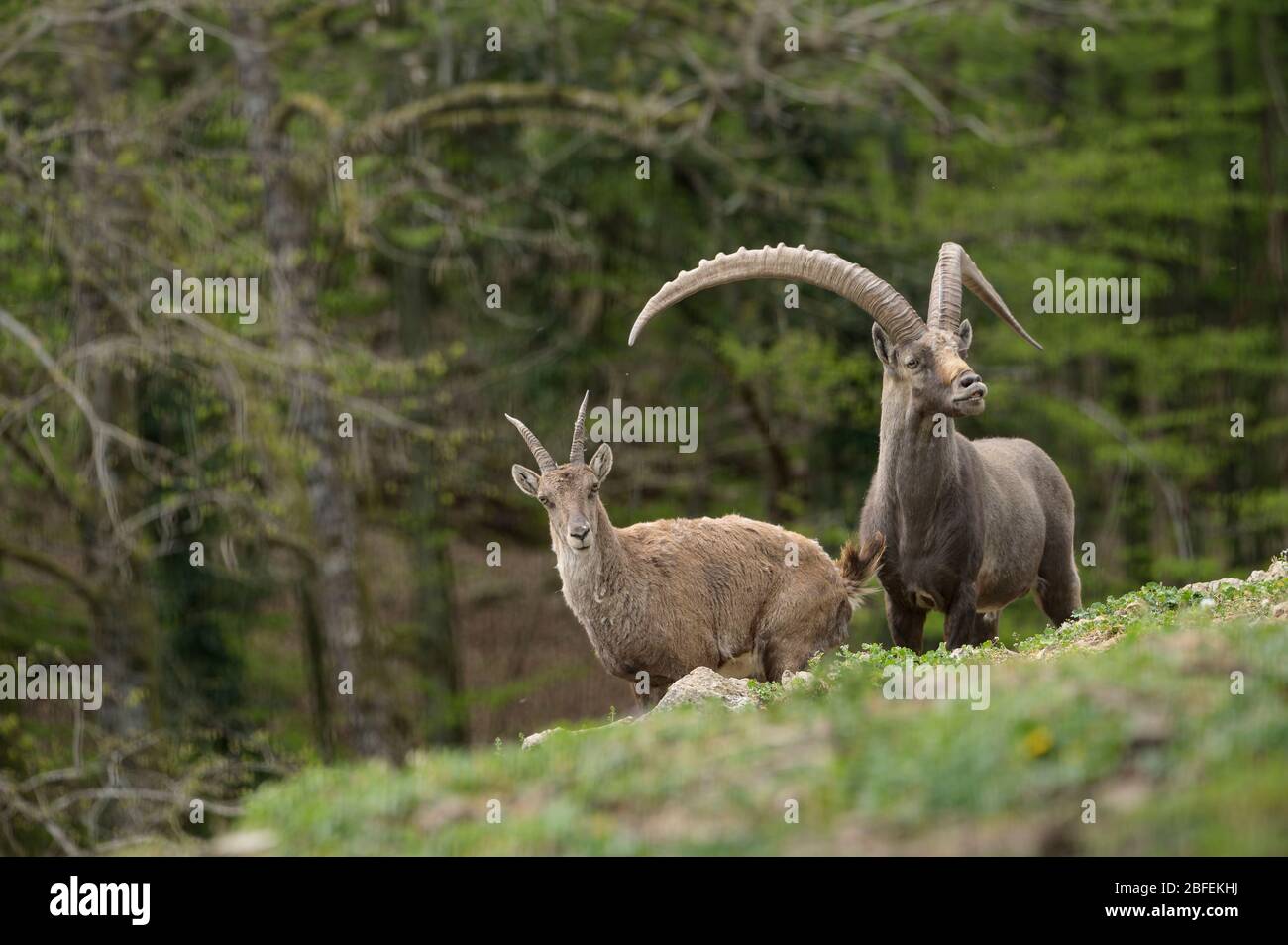Alpine ibex with big horns in a forest background Stock Photo - Alamy