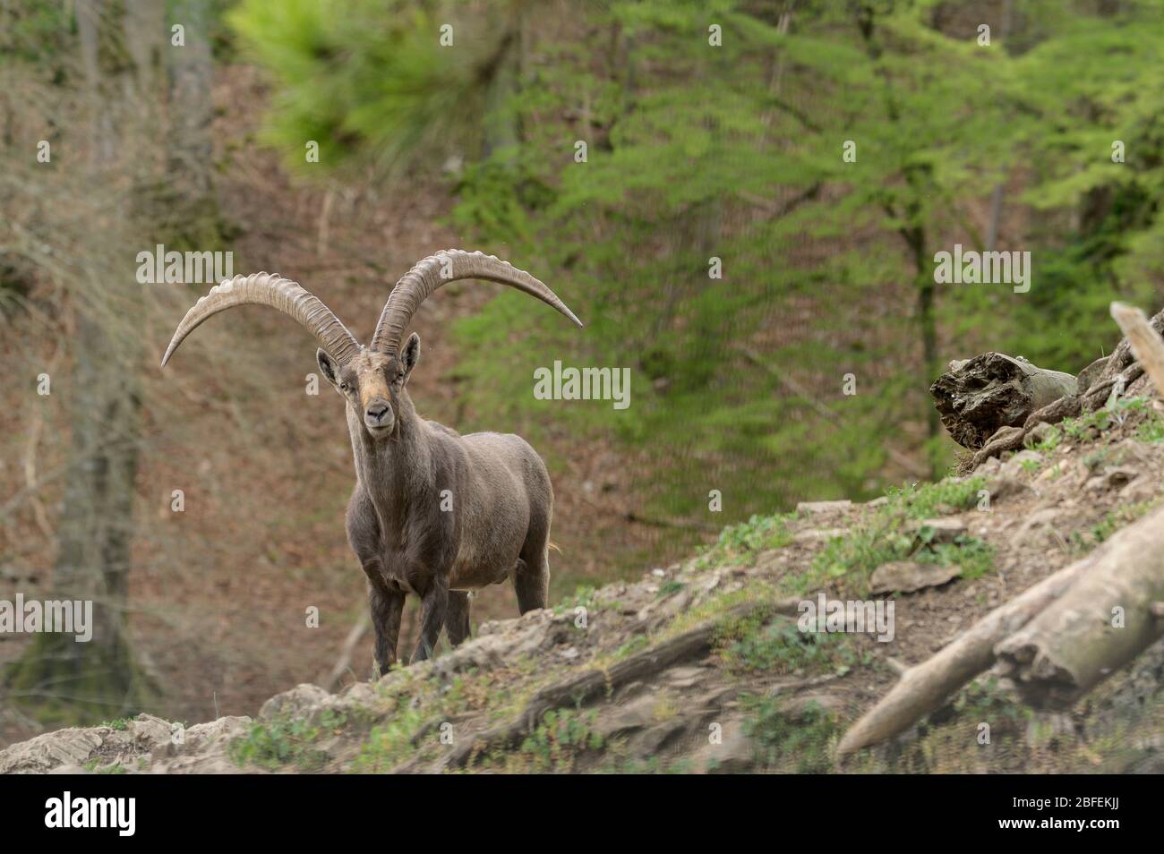 Alpine ibex with big horns in a forest background Stock Photo - Alamy