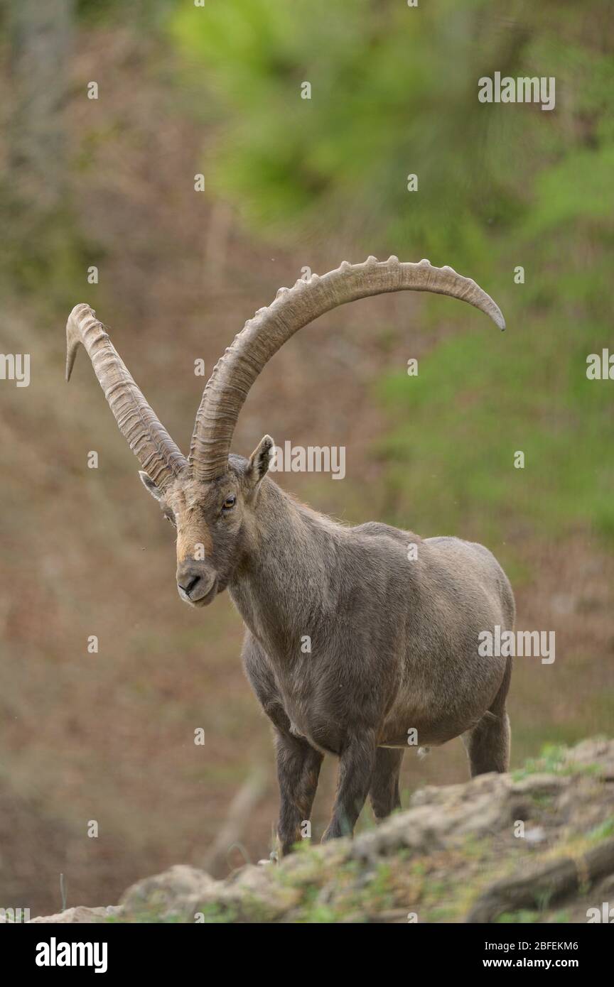Alpine ibex with big horns in a forest background Stock Photo - Alamy
