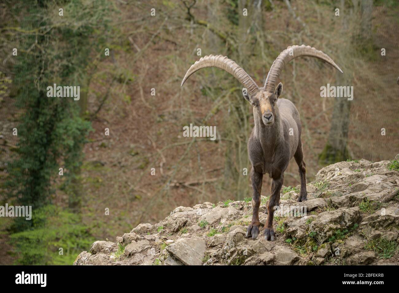 Alpine ibex with big horns in a forest background Stock Photo - Alamy