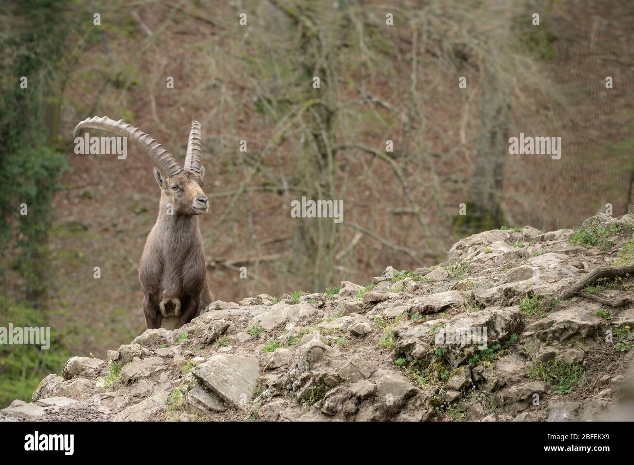 Alpine ibex with big horns in a forest background Stock Photo - Alamy