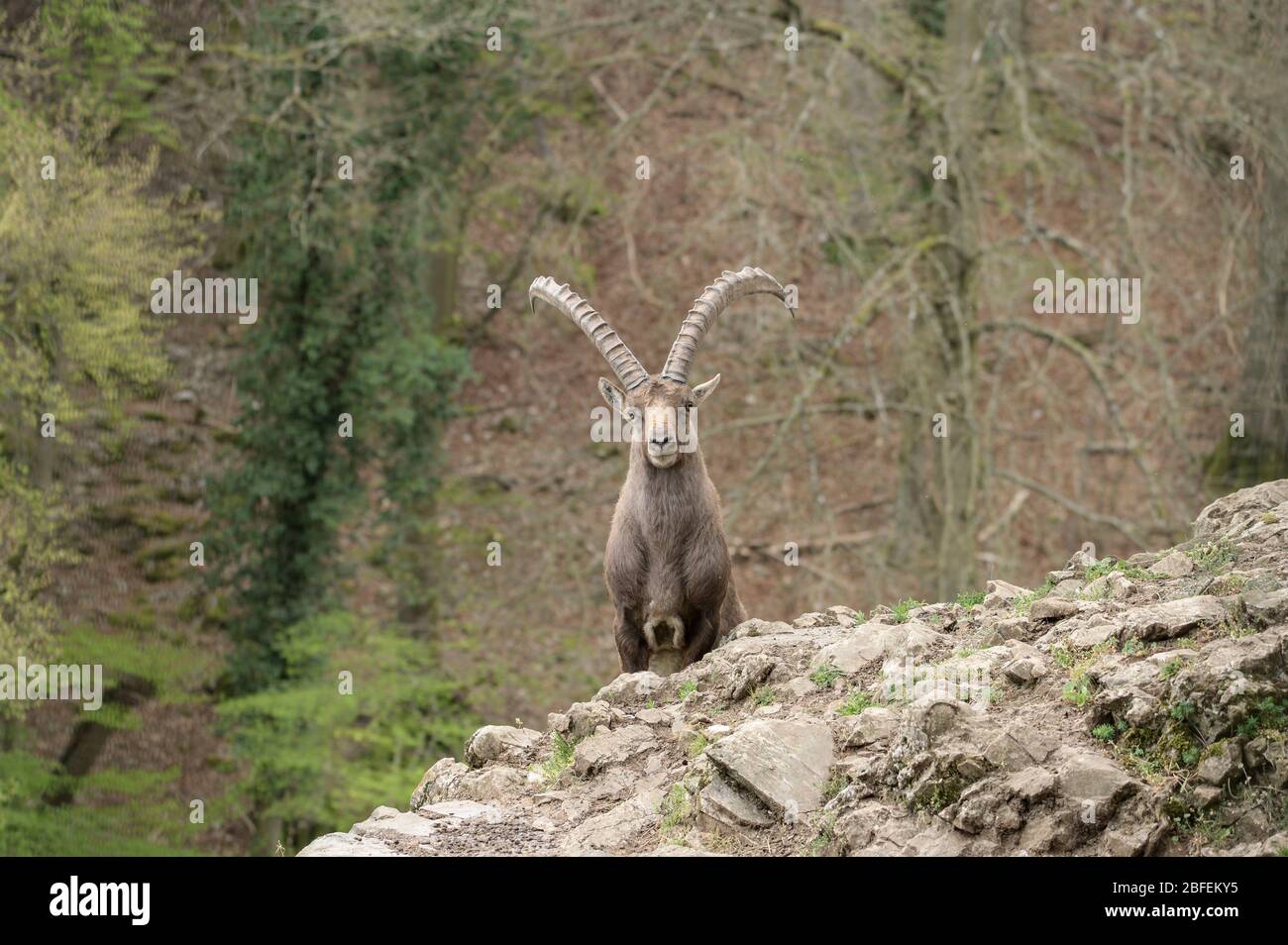 Alpine ibex with big horns in a forest background Stock Photo - Alamy
