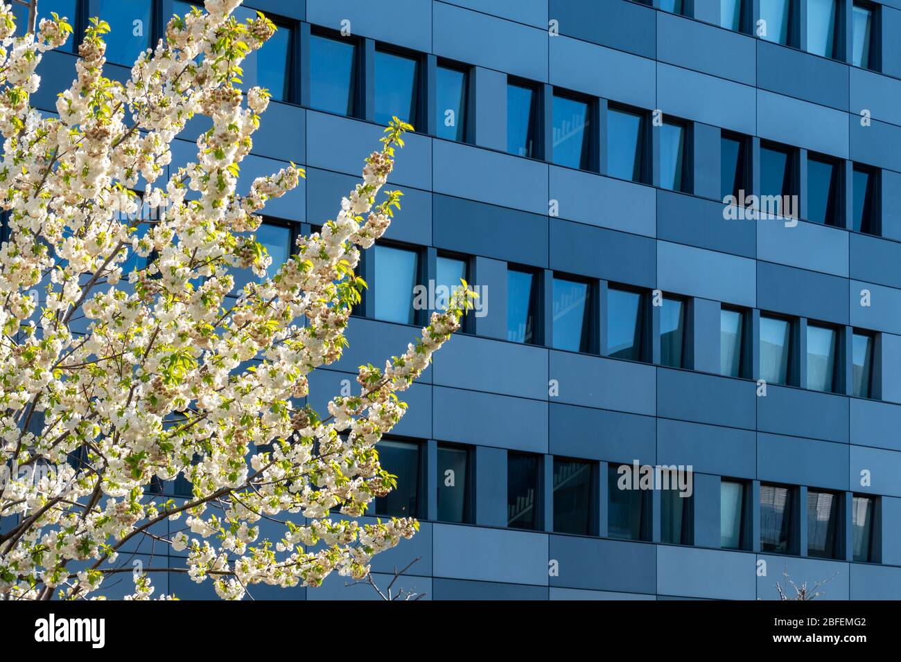 Modern facade front of modern business office building white blooming ...