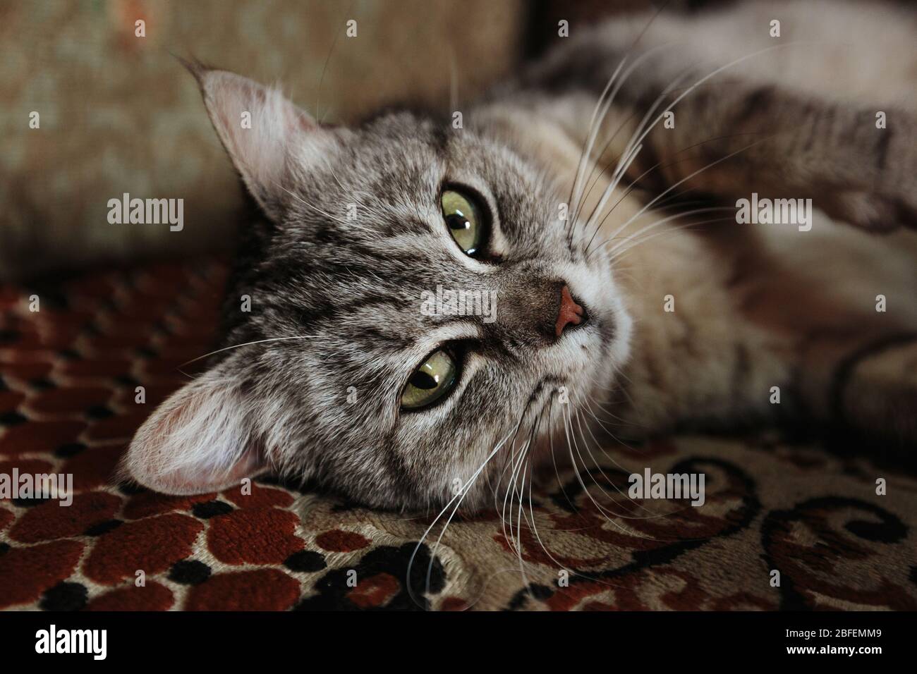 Furry cover hi-res stock photography and images - Alamy