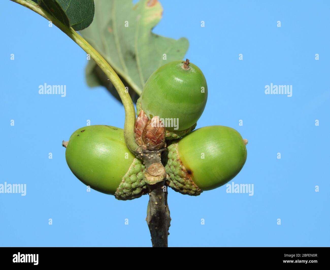 oak Durmast Oak tree german oak acorn Stock Photo - Alamy